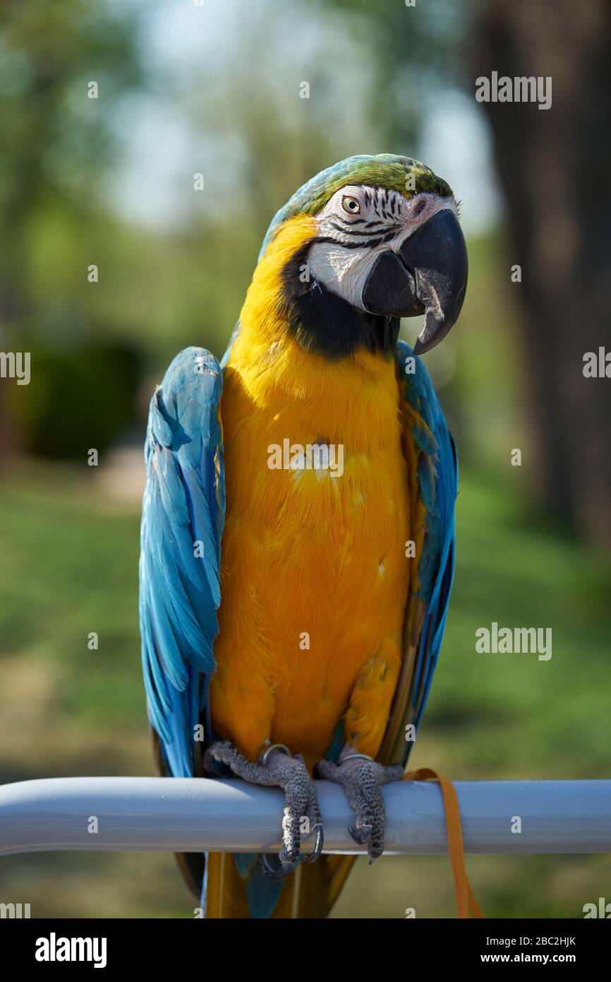 Blue-and-yellow macaw. The parrot tied with a rope sits on a perch on ...