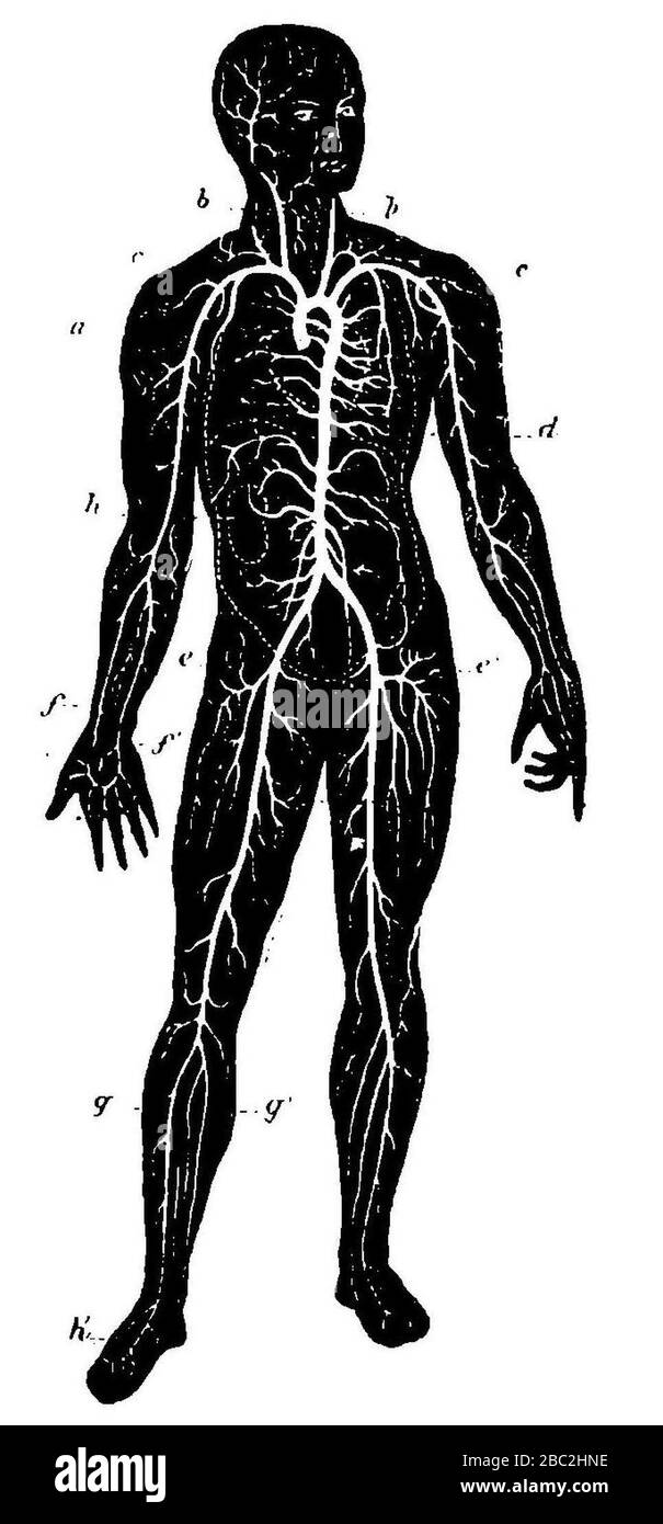 Sistema arterial hi-res stock photography and images - Alamy