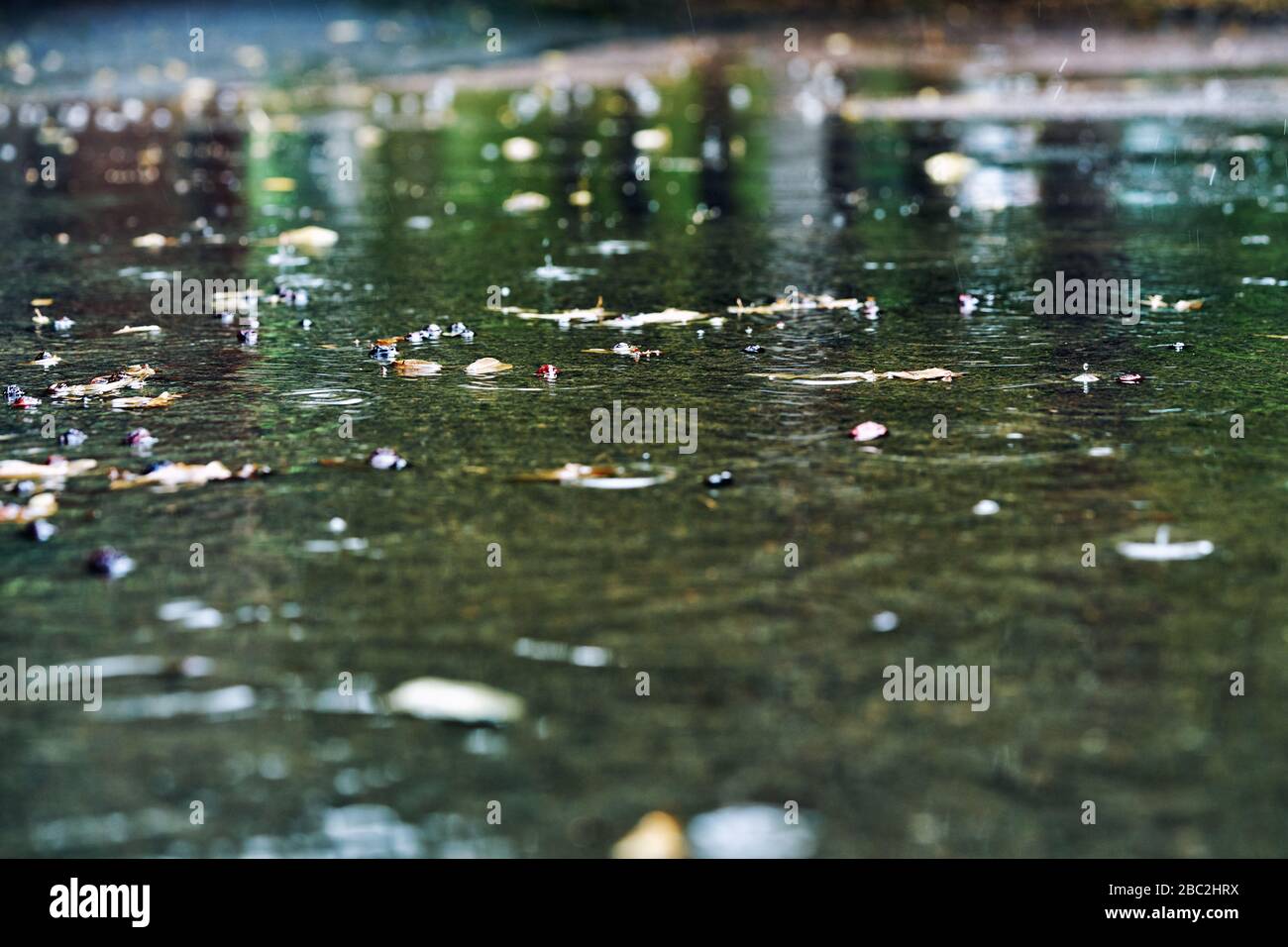 Close-up of a large puddle during rain. On the surface of the water ...