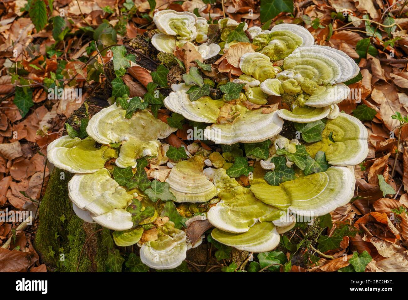 Spring mushrooms hi-res stock photography and images - Alamy