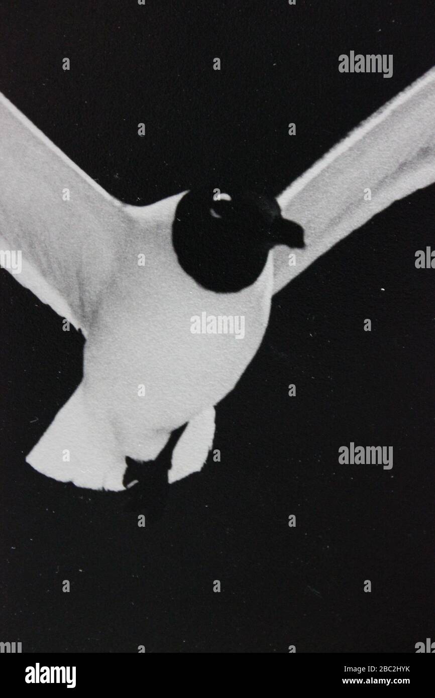 Black and white photograph of a common seagull Stock Photo - Alamy