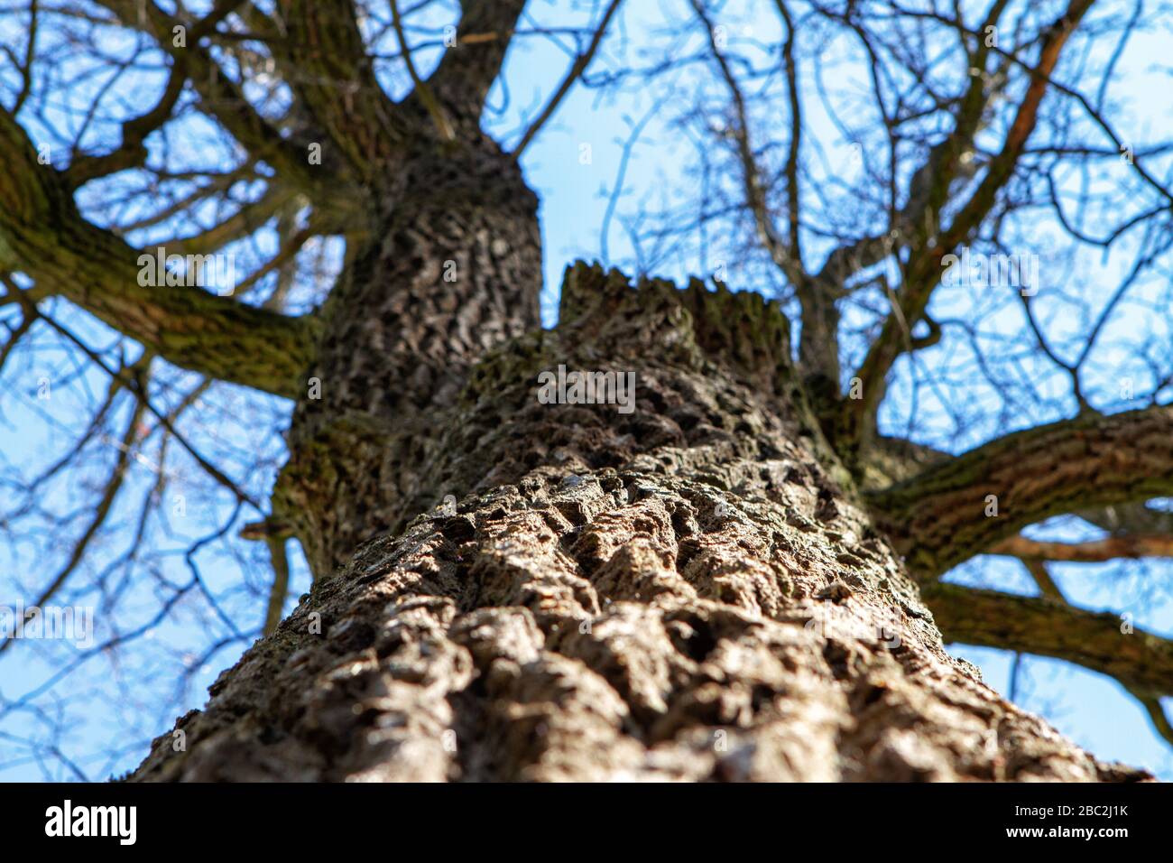 Dry dead tree in the forest on the sky background Stock Photo - Alamy