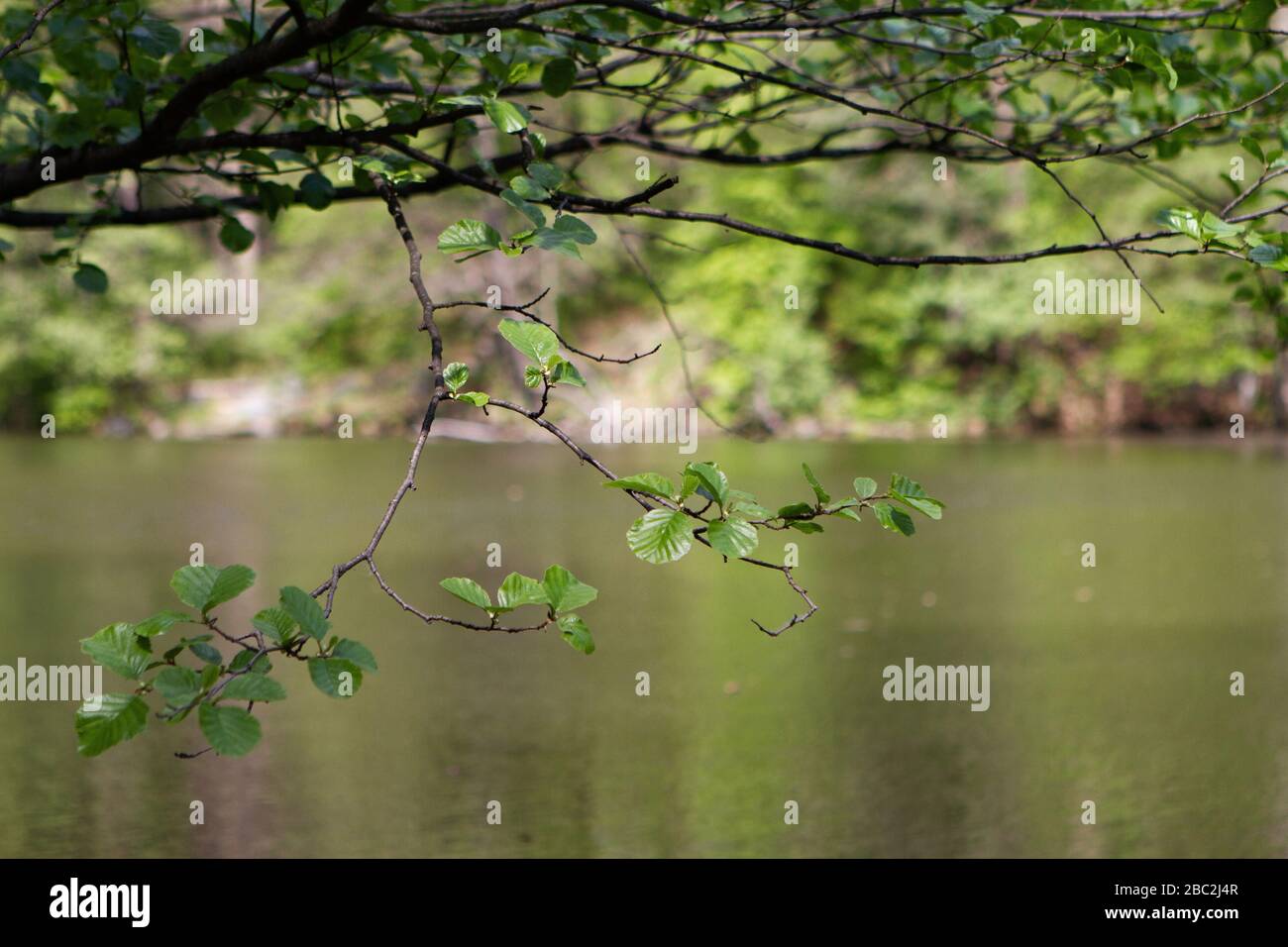 Closeup photo of a branch with green leaves. Focus on the branch, and ...