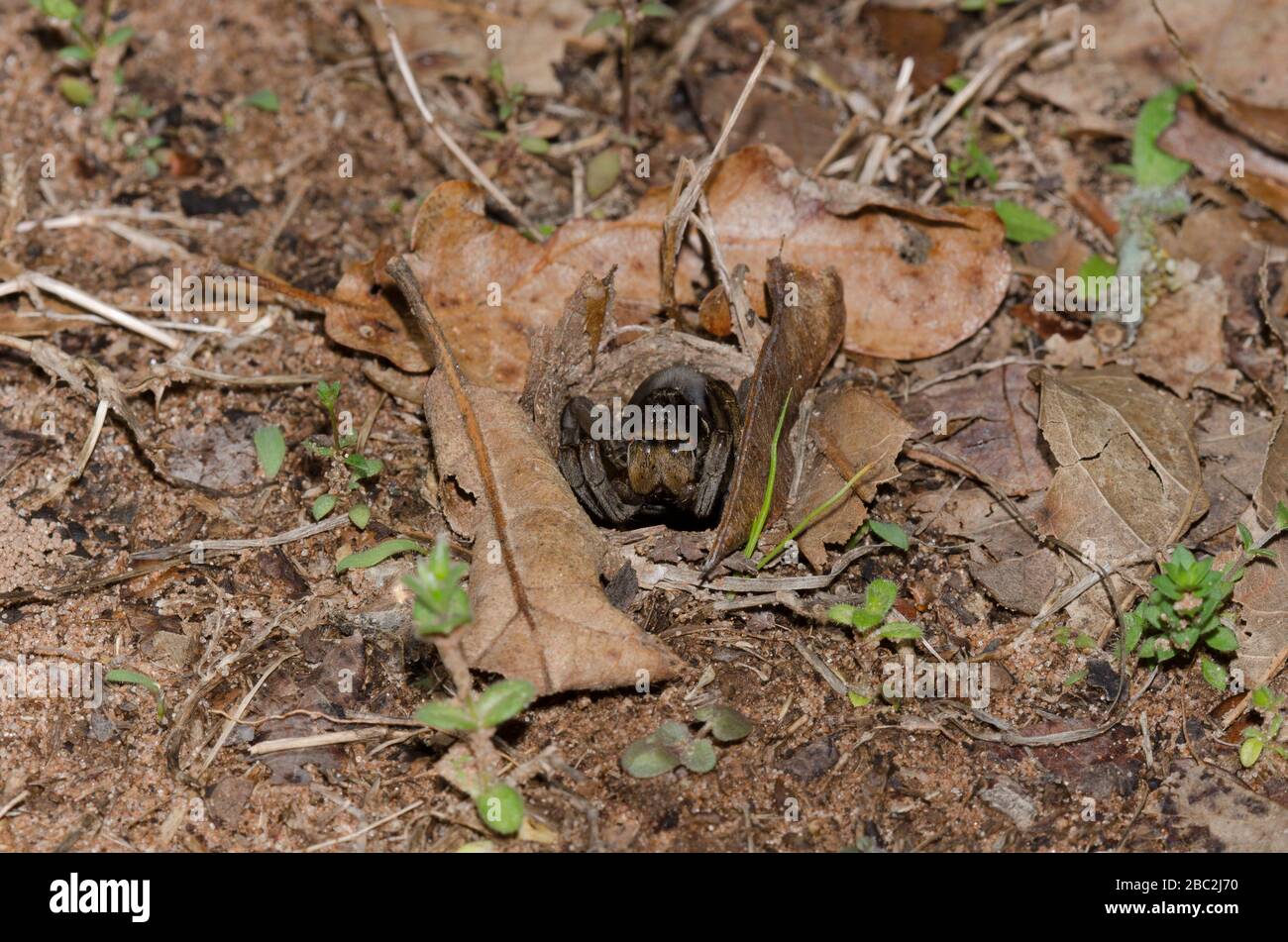Burrowing Wolf Spider, Geolycosa sp., at burrow entrance Stock Photo ...