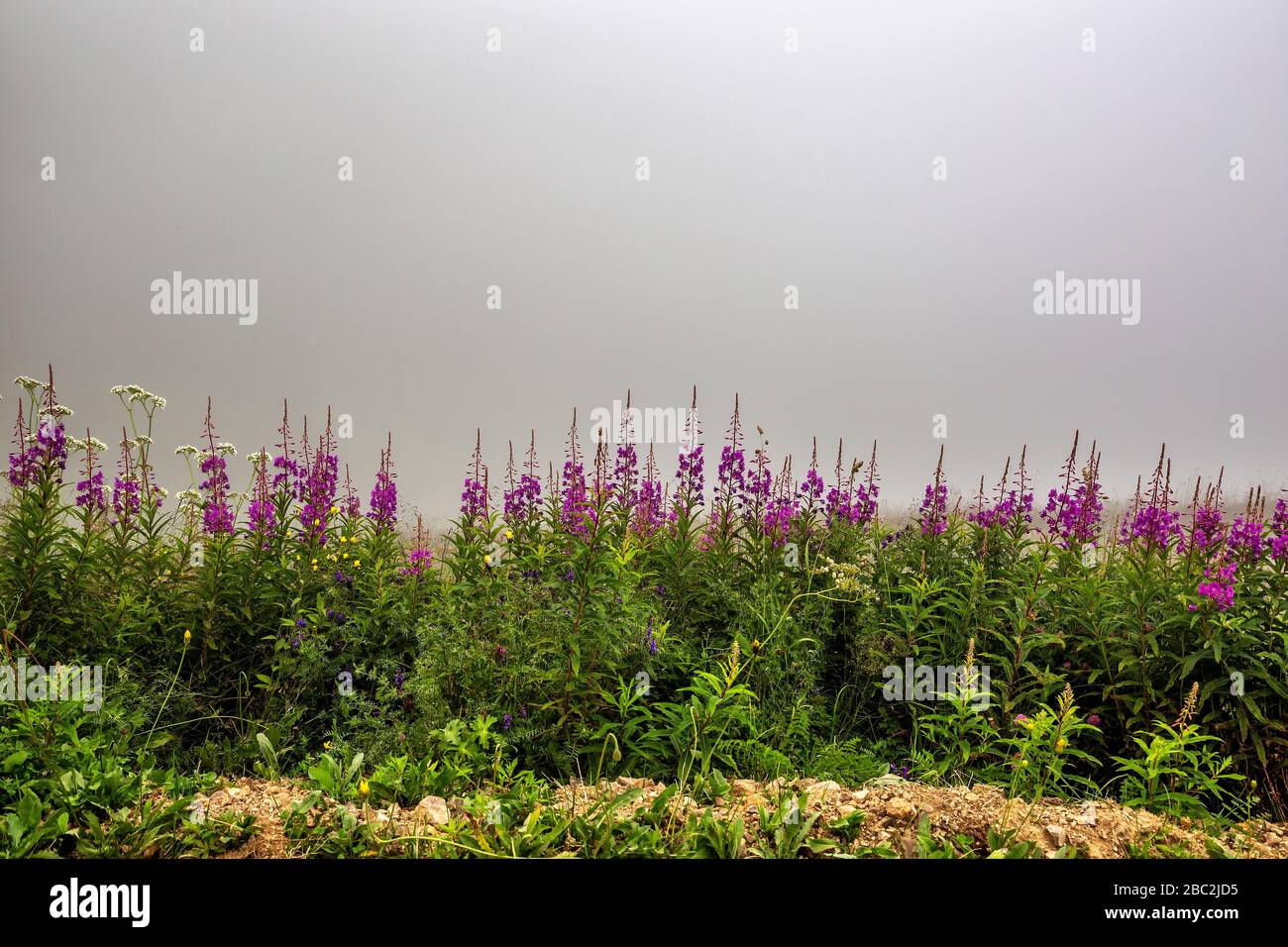 Anzer Plateau in İkizdere district of Rize, where world famous Anzer ...