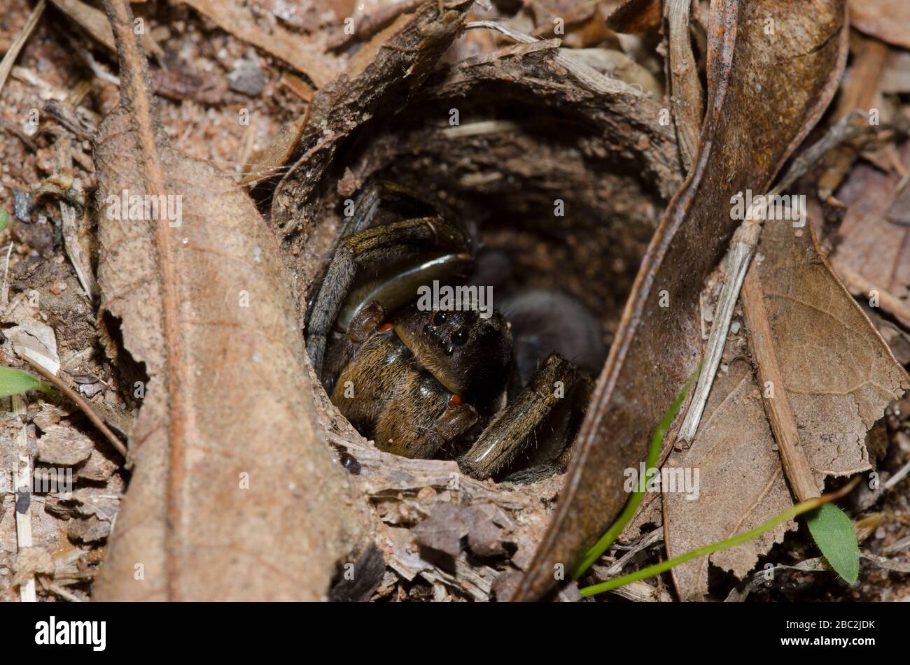 Burrowing Wolf Spider, Geolycosa sp., at burrow entrance Stock Photo ...