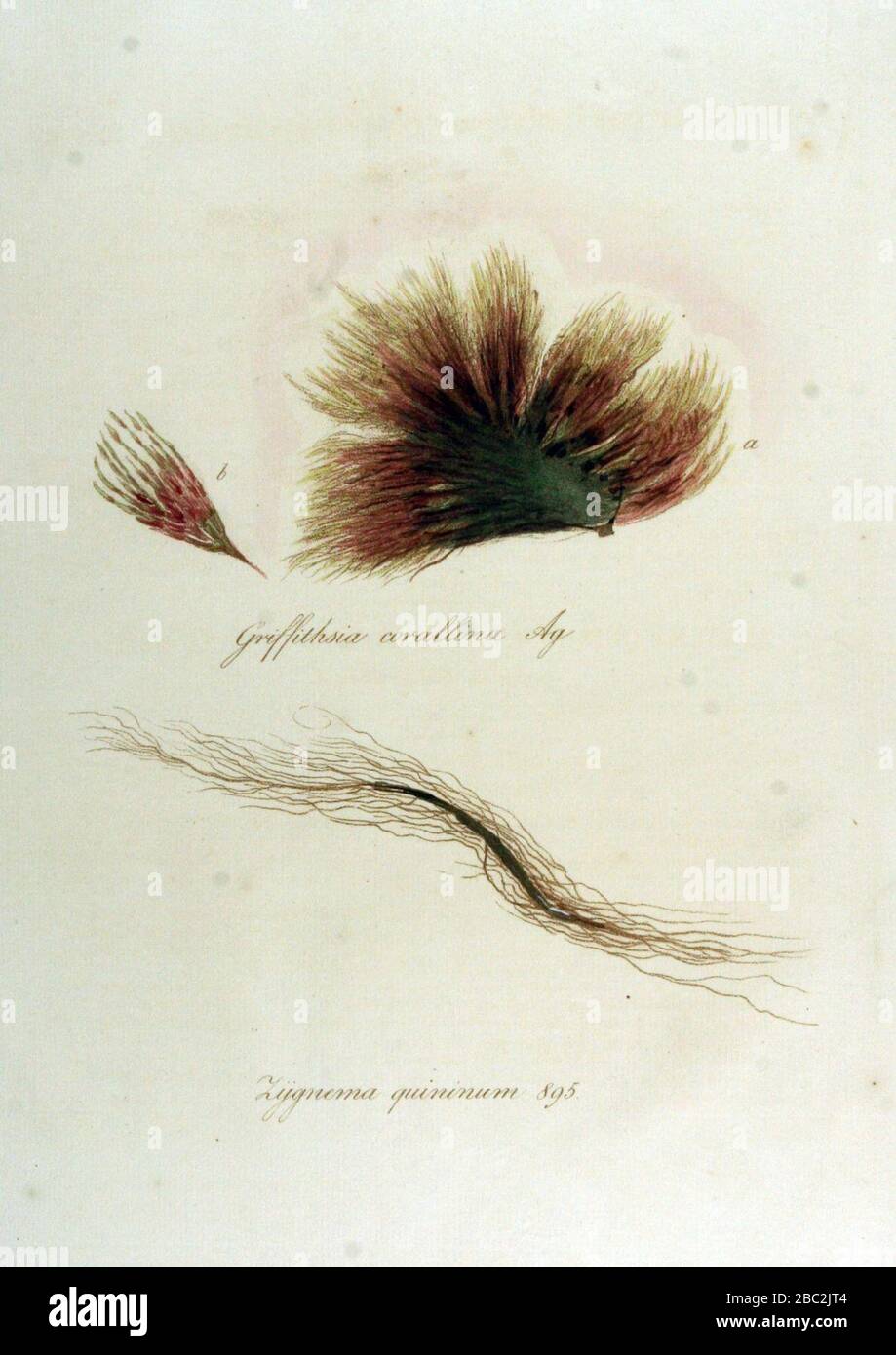 Griffithsia corallina — Flora Batava — Volume v12 Stock Photo - Alamy