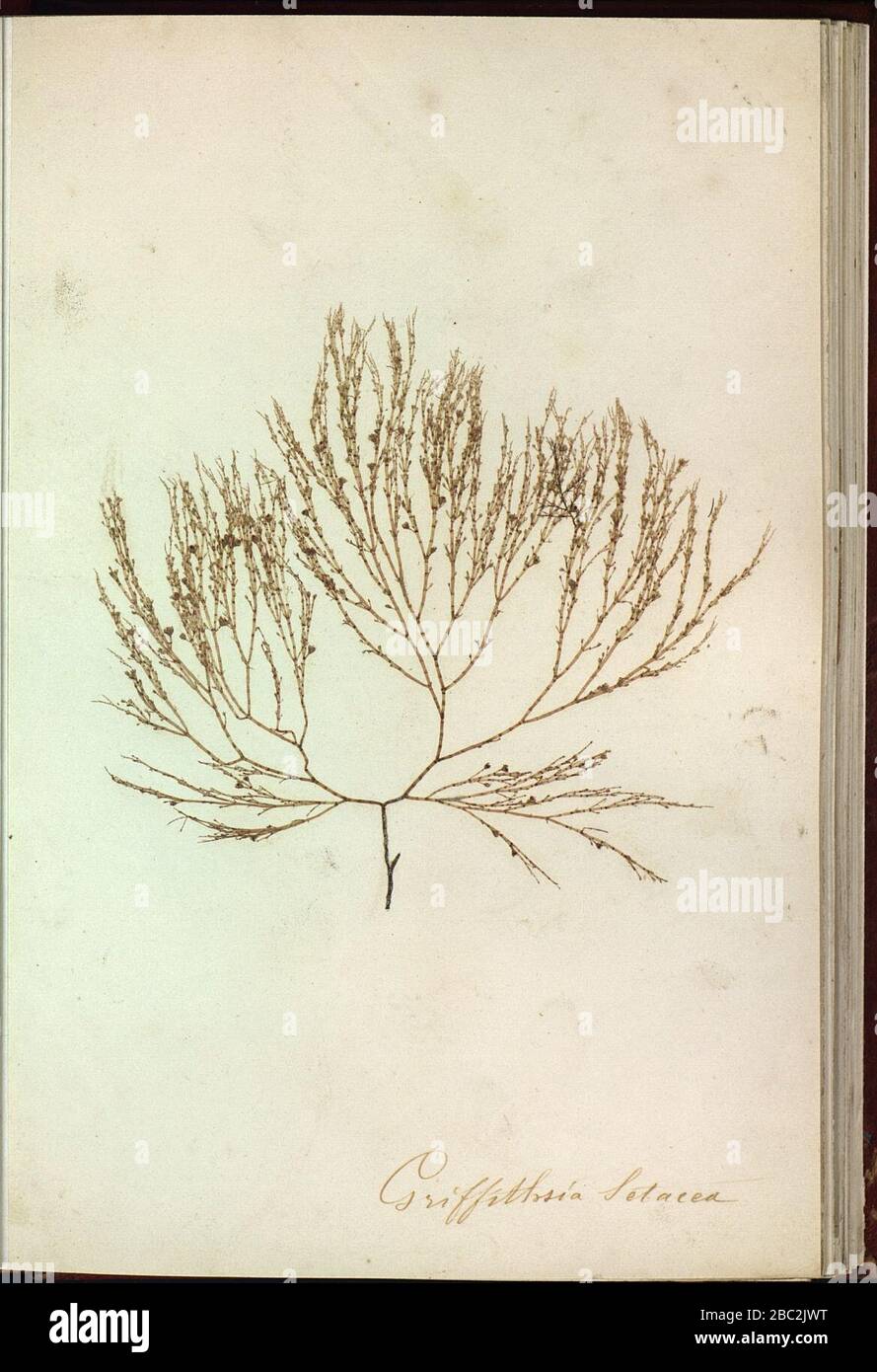 Setacea hi-res stock photography and images - Alamy