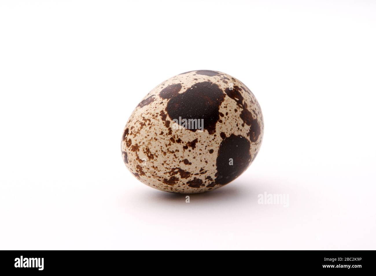 One quail egg isolated on white background Stock Photo - Alamy