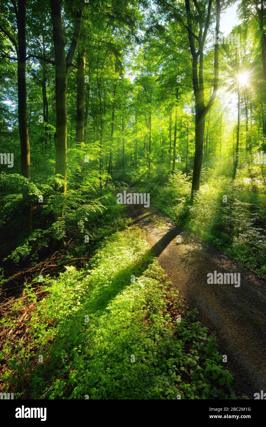 Sun rays create a vibrant green scenery of light and shadows on a ...