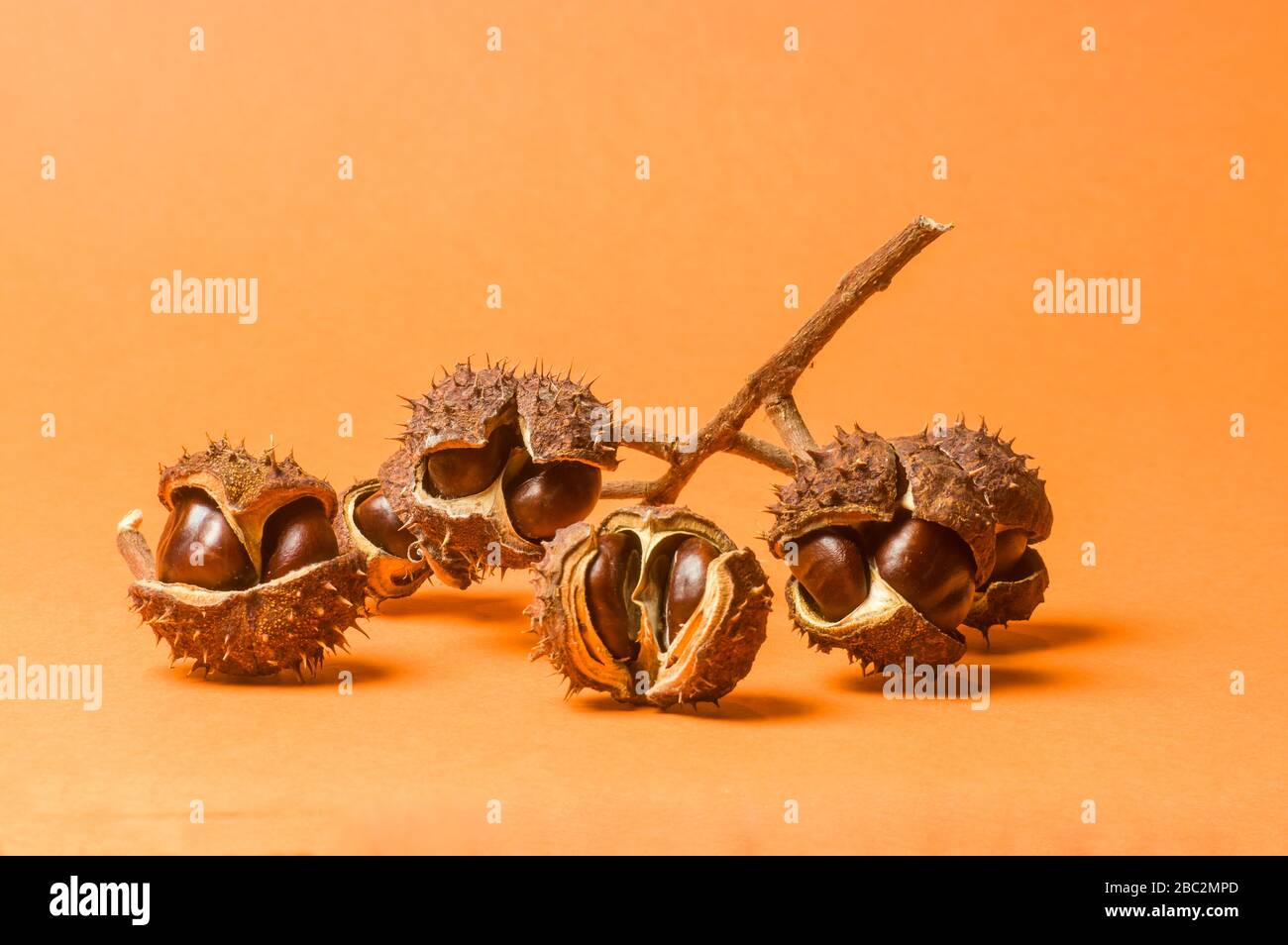 several chestnuts in split fruit peel with thorns hanging on the branch ...