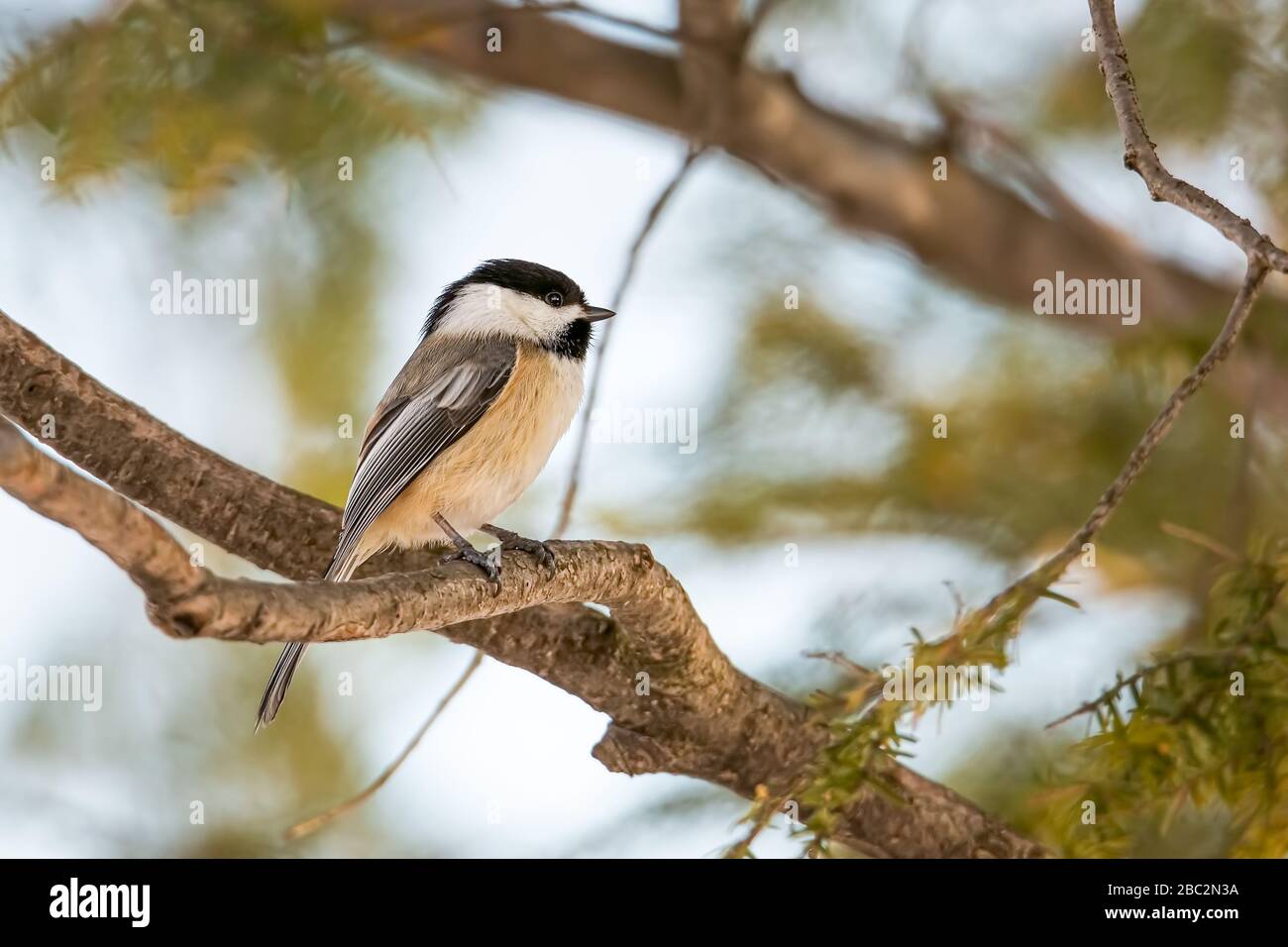 Black capped chickadee hi-res stock photography and images - Alamy