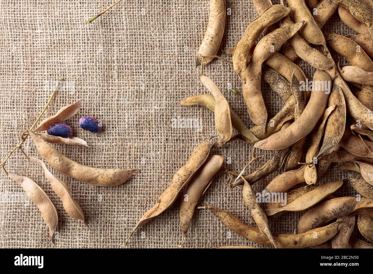 Dry bean pods, healthy organic food. Top view, copy space for your text ...