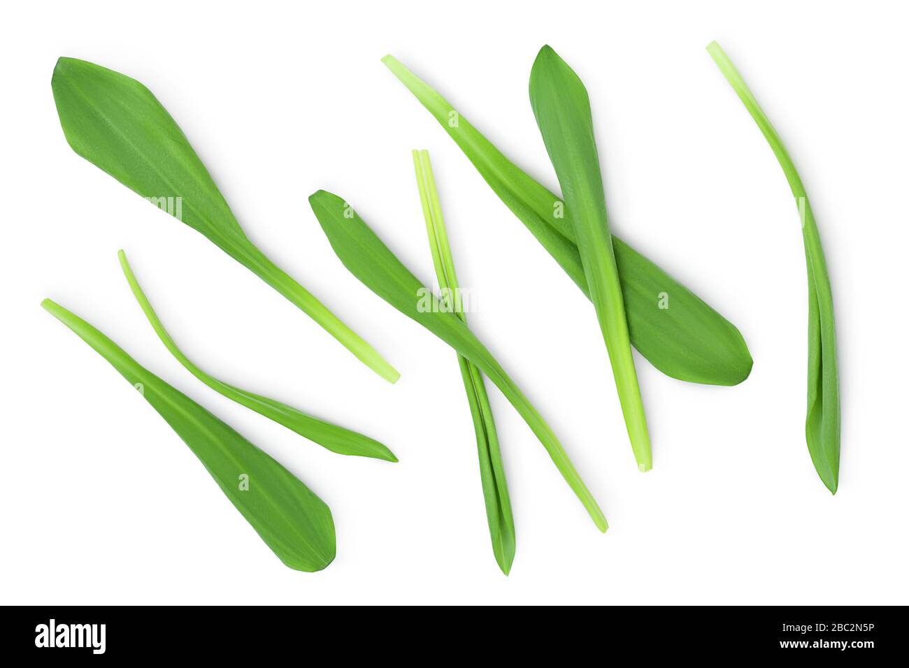 Ramson leaves isolated on white background with clipping path and full ...