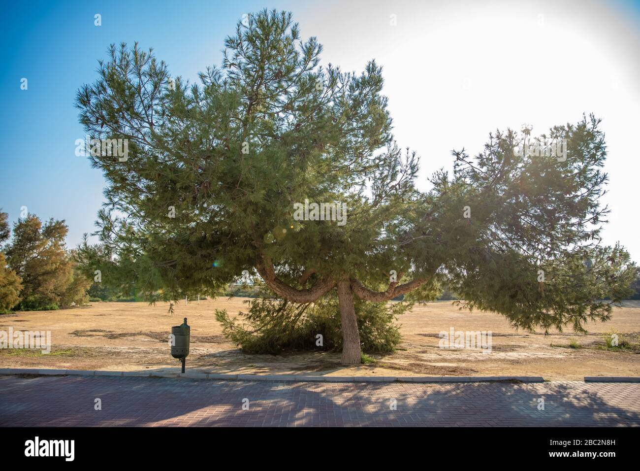 trash can next to green tree in urban park Stock Photo - Alamy