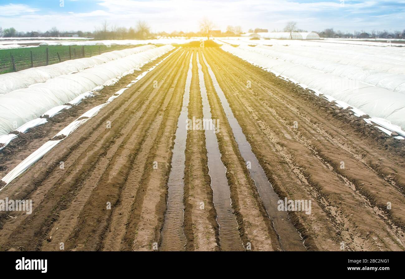 Watering rows of carrot plantations in an open way. Heavy copious ...