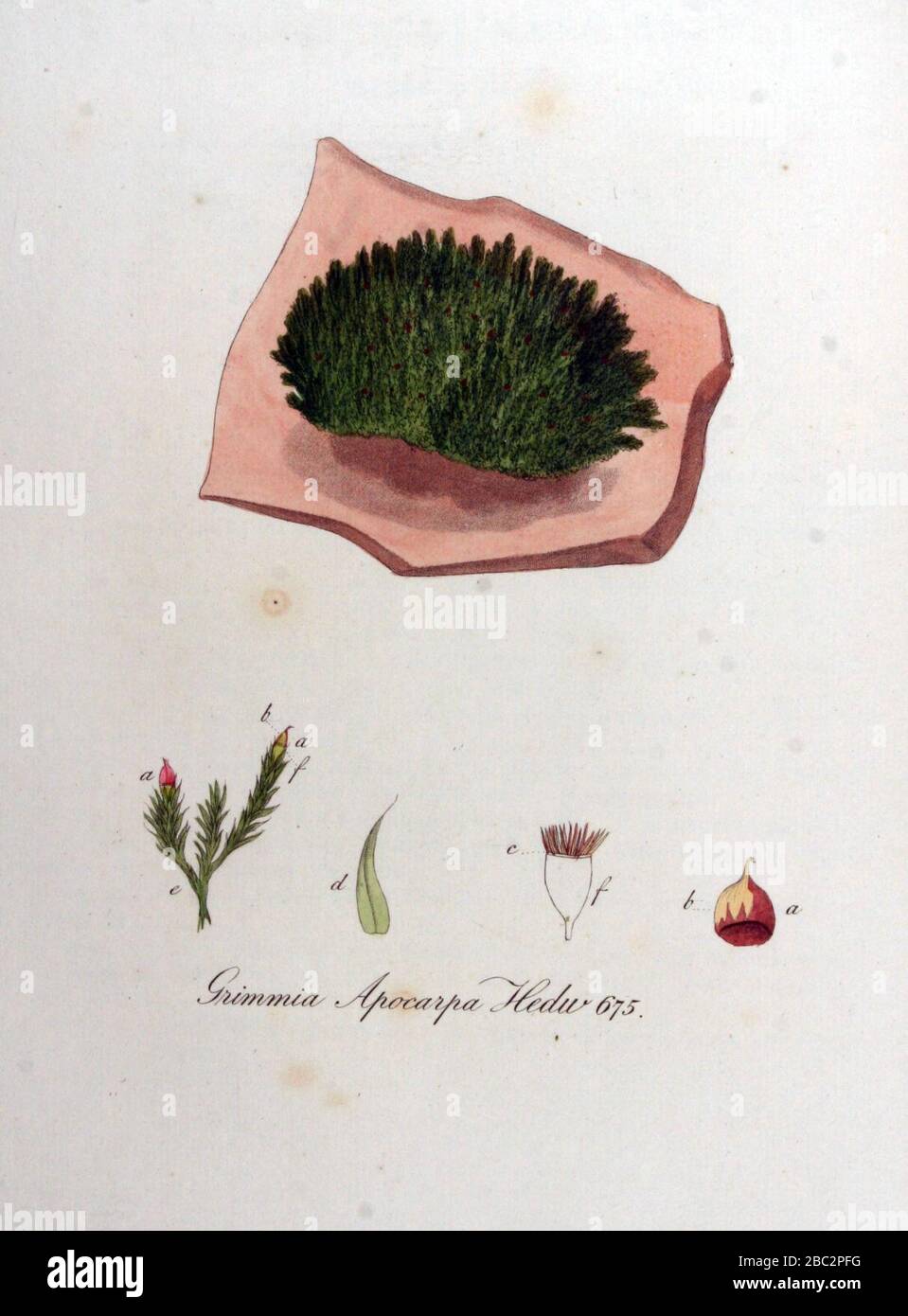 Grimmia apocarpa — Flora Batava — Volume v9 Stock Photo - Alamy