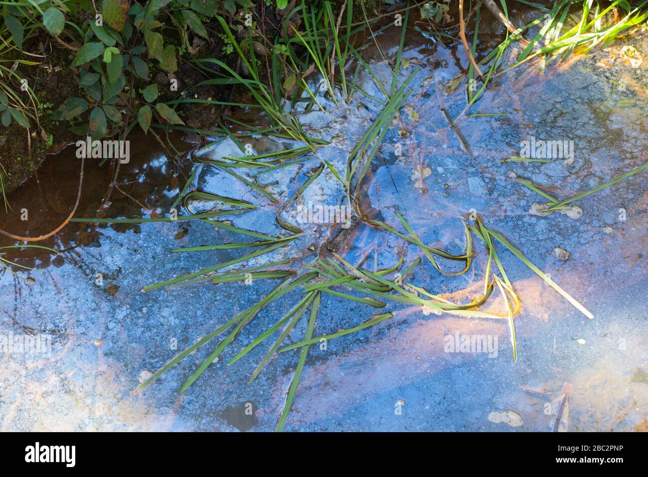Water pool / pond / slow flowing stream polluted with surface ...