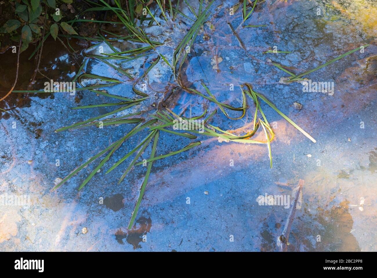 Water pool / pond / slow flowing stream polluted with surface ...