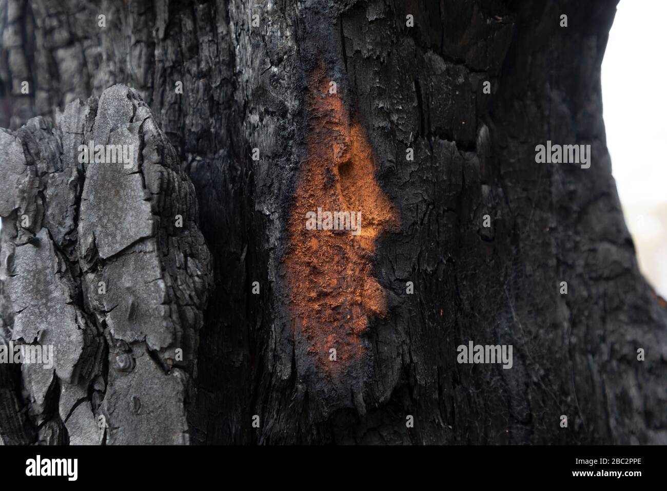 A burnt gum tree from the bush fires in Australia Stock Photo - Alamy