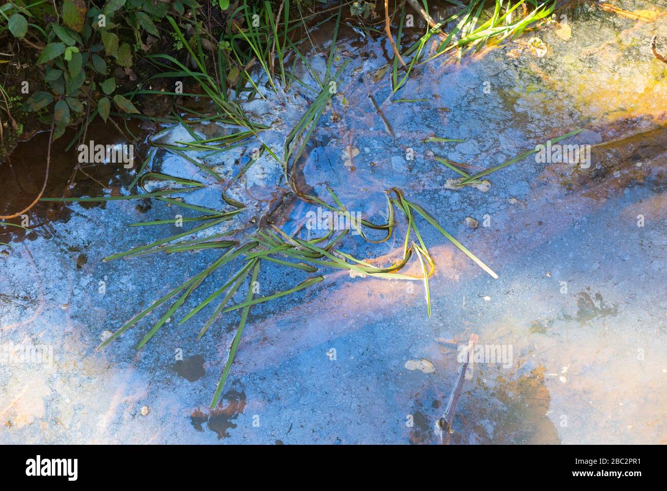 Water pool / pond / slow flowing stream polluted with surface ...