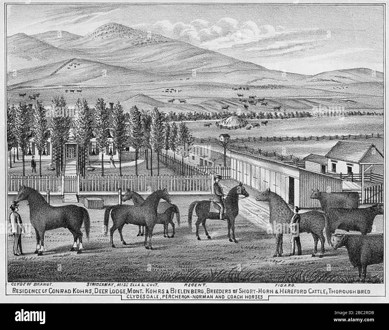 Grko engraving 1885 Stock Photo - Alamy