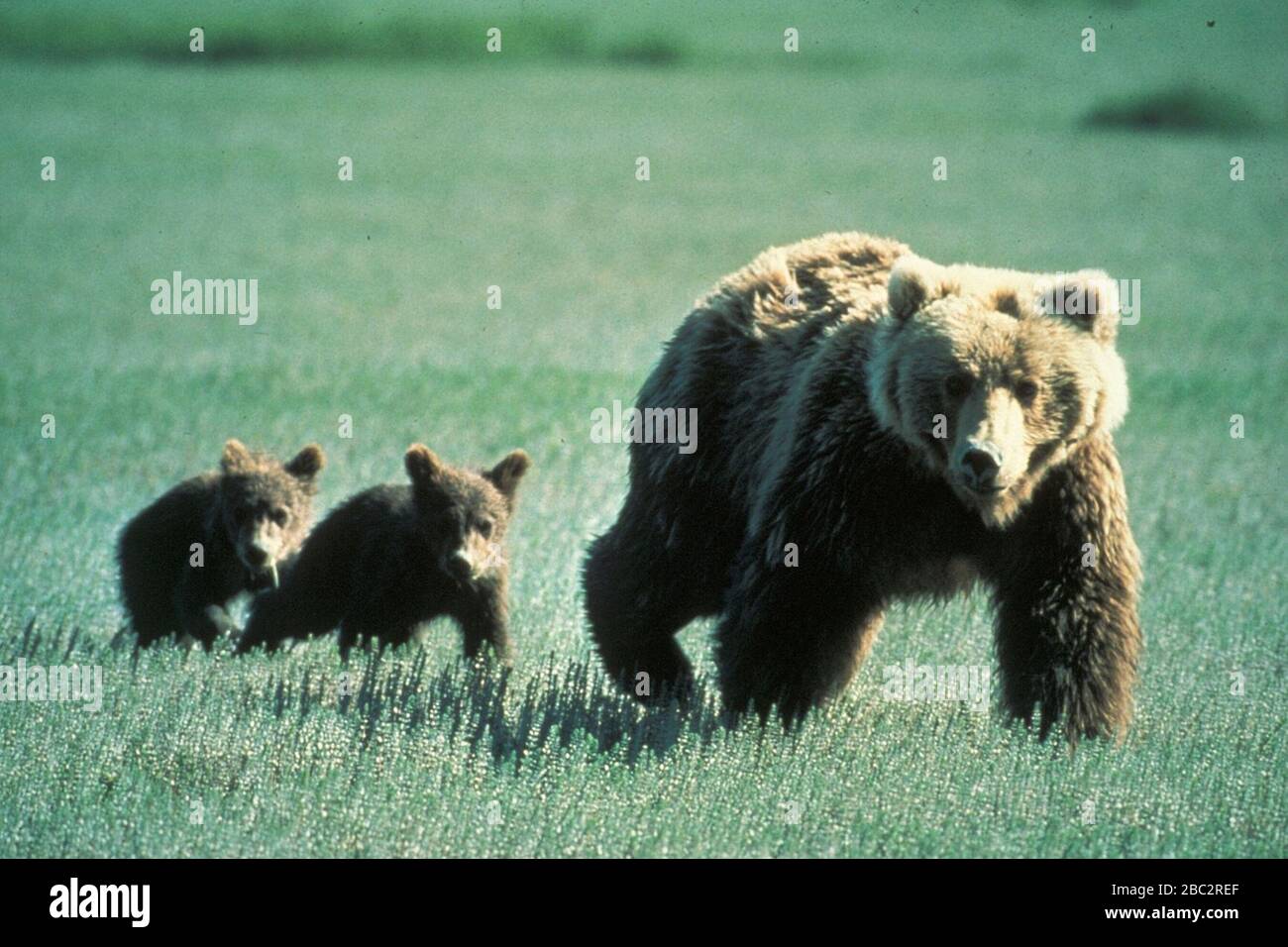 Grizzly Bear Family in Glacier National Park Stock Photo - Alamy
