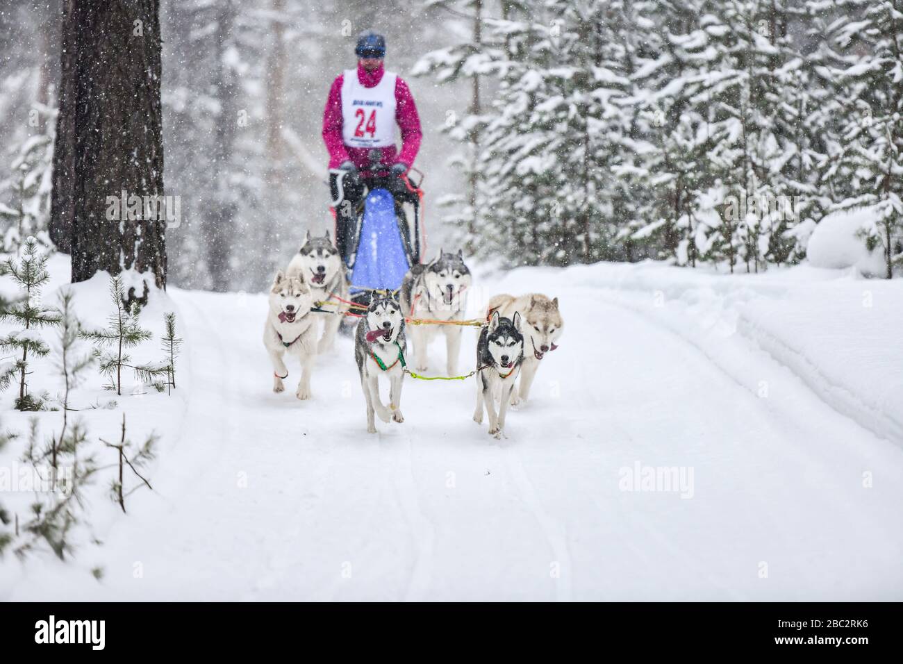 Sled dog racing. Husky sled dogs pull a sled with dog musher. Winter ...
