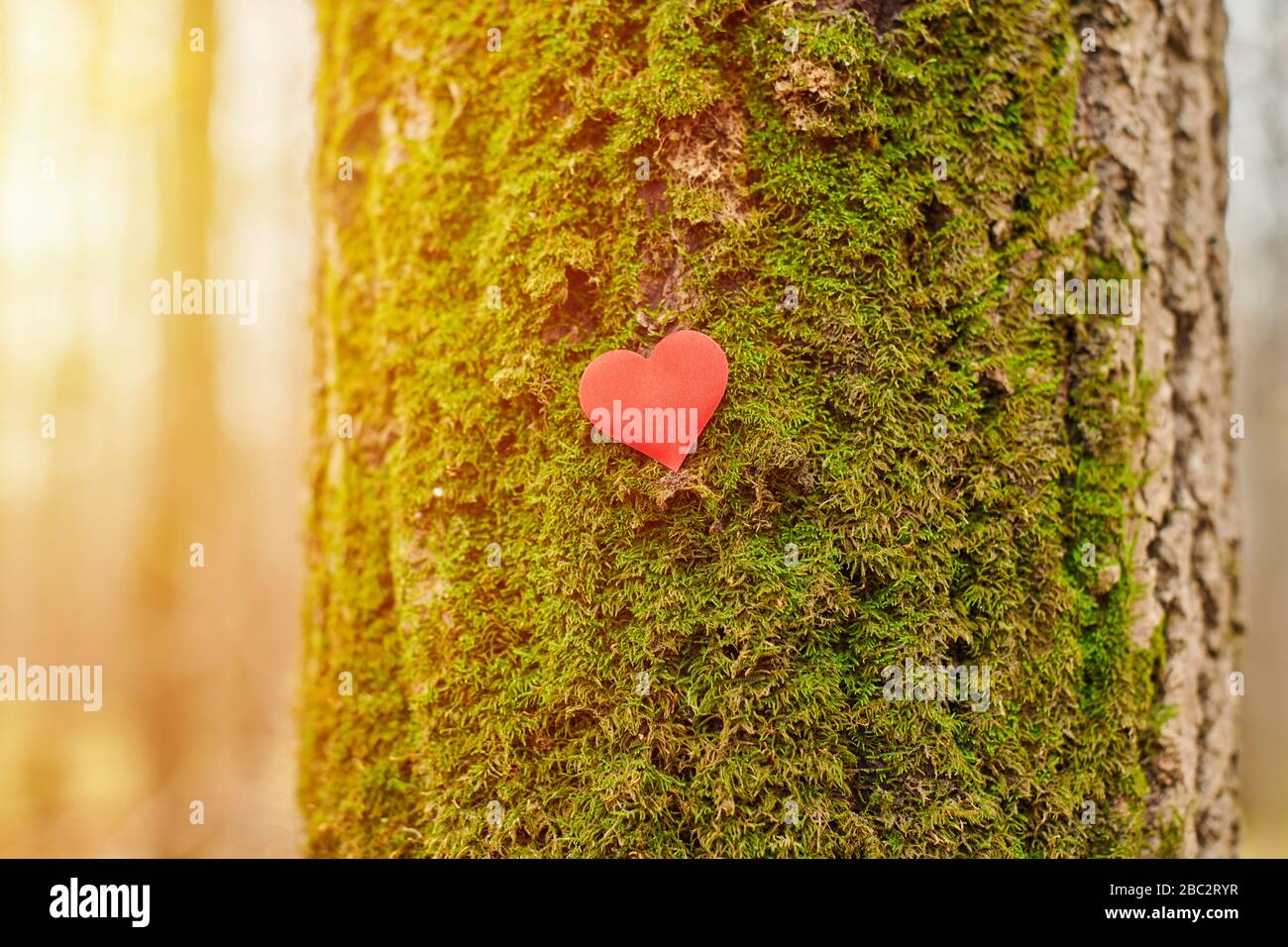 Heart on tree. Environment protection symbol, copy space. Deforestation ...