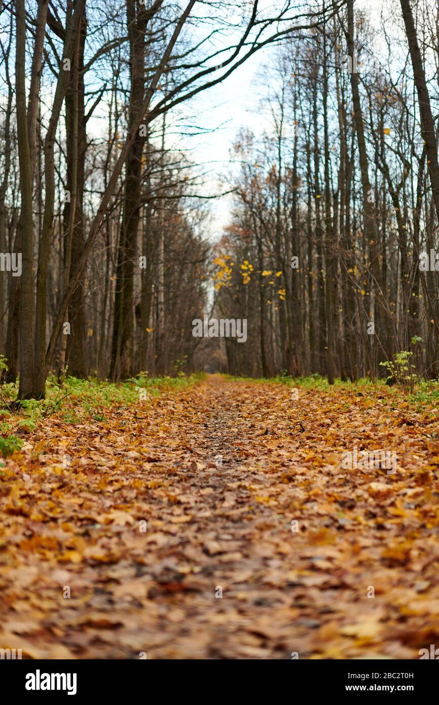 Autumn forest footpath with fallen leaves. Beautiful birch alley. Calm ...