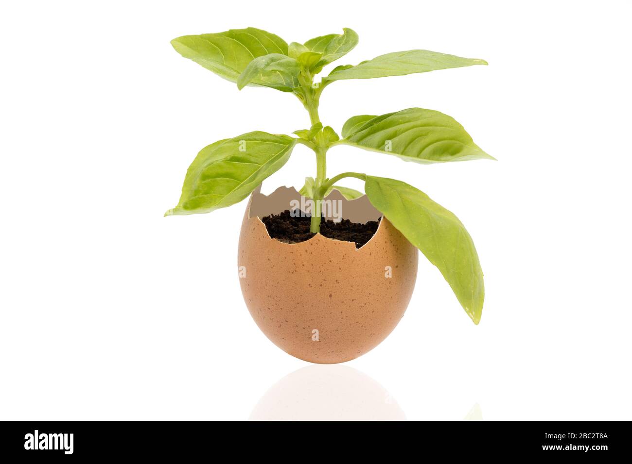 View of a green plant growing in an egg shell isolated on white ...