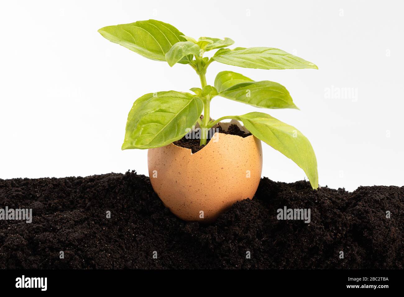 View of a green plant growing in an egg shell isolated on white ...