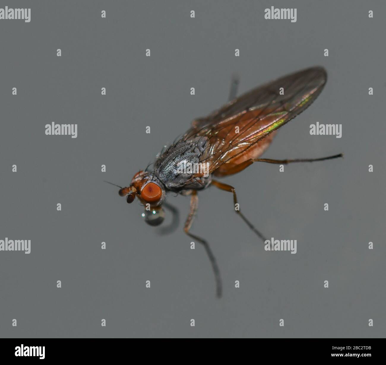 Mouth come insects hi-res stock photography and images - Alamy