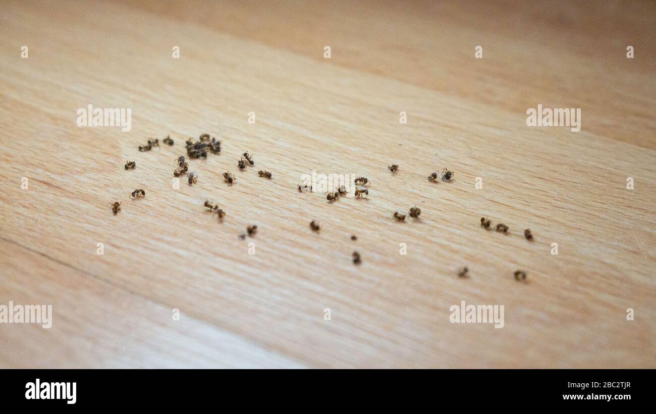 Dead ants on a laminate floor. Dead ants in the house Stock Photo - Alamy
