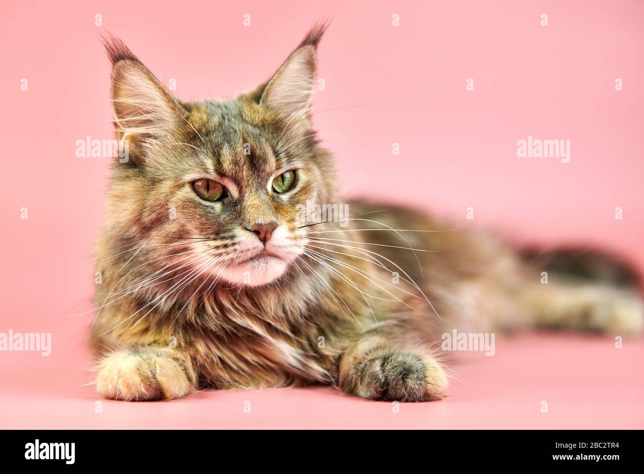 Maine Coon cat, tortoiseshell coat color. Adult female maine coon ...