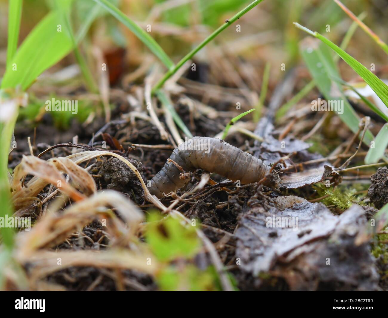 Tipula larva hi-res stock photography and images - Alamy