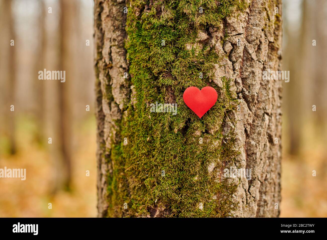 Heart on tree. Save forest and nature. Environment protection symbol ...