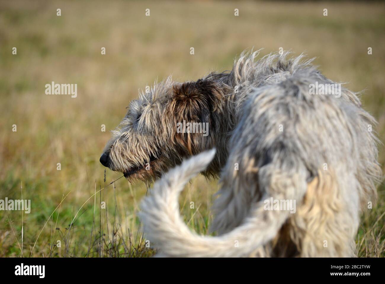 Irish wolfhound head waiting standing hi-res stock photography and ...