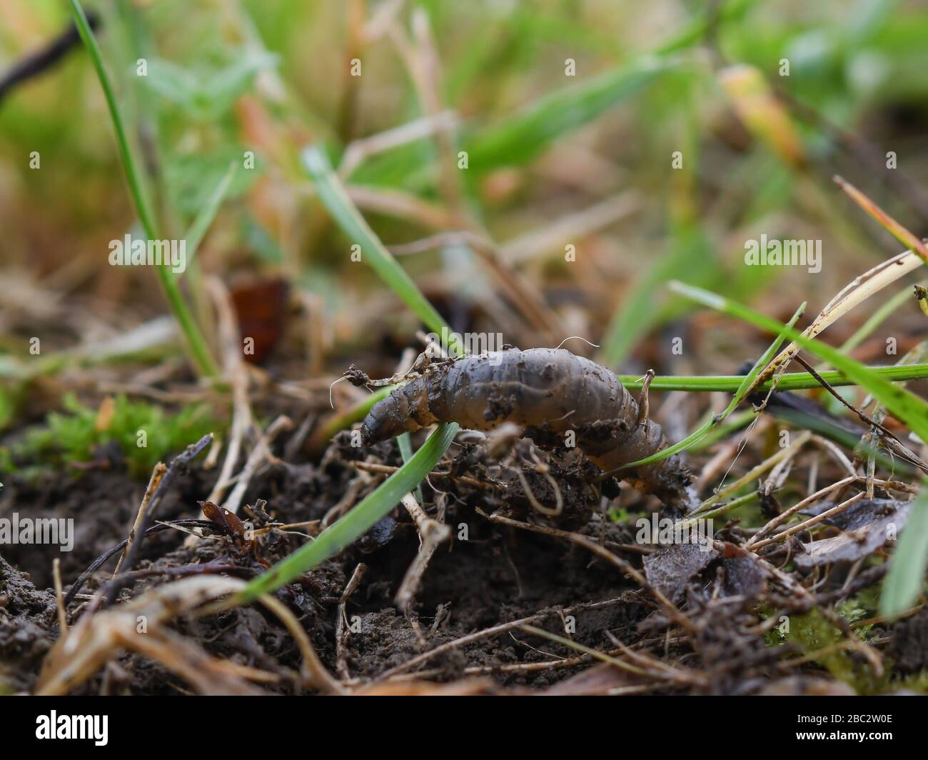 Tipula larva hi-res stock photography and images - Alamy