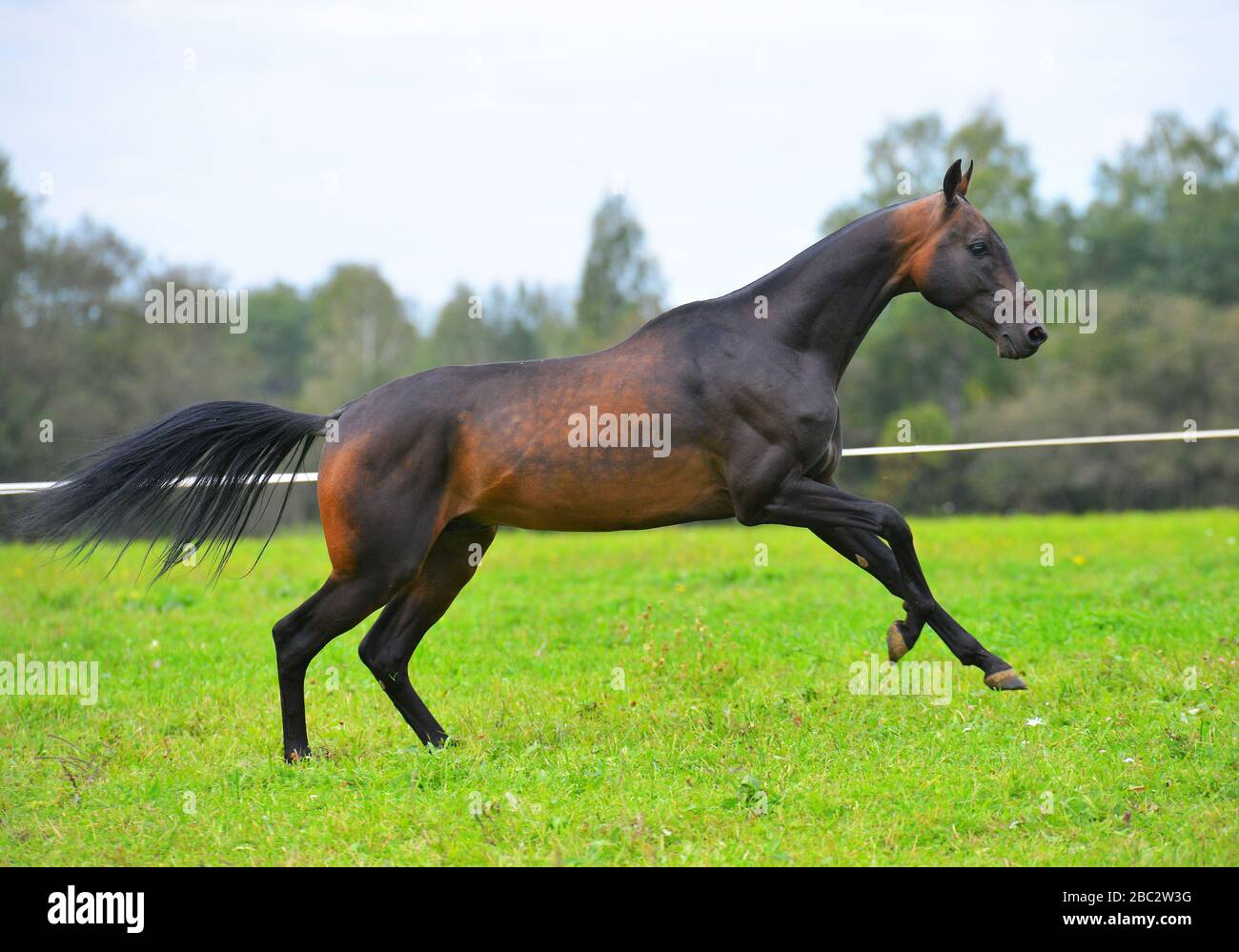 Bay Akhal Teke