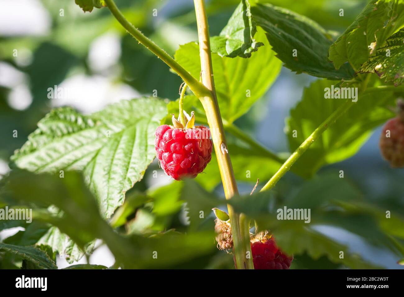 Raspberry. Growing Organic Berries closeup. Selective focus Stock Photo ...