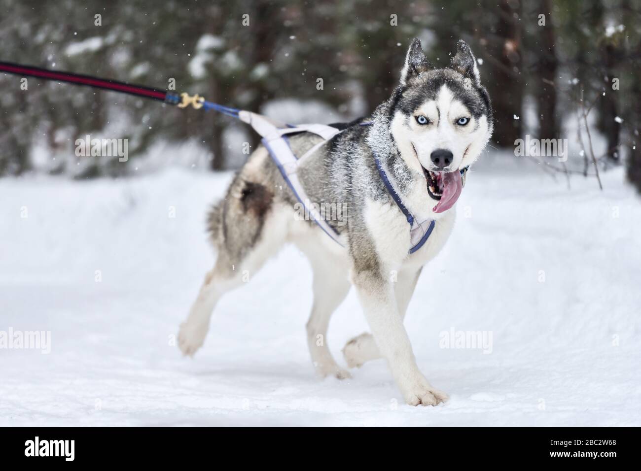 Siberian husky sled dogs team in harness run and pull dog driver ...