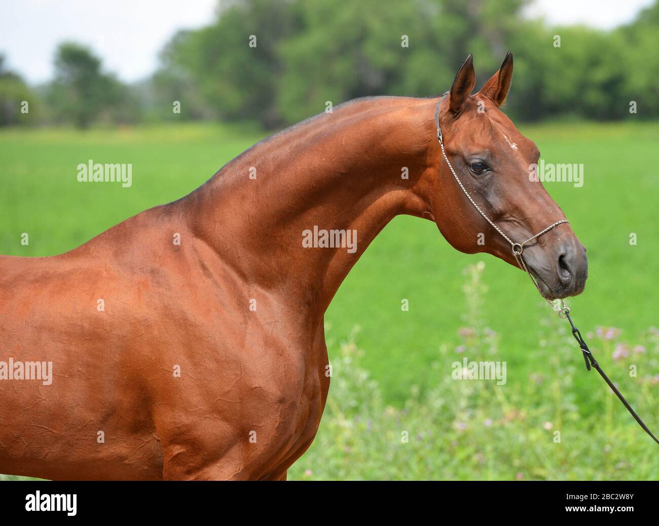 Portrait of chestnut Akhal Teke stallion posing in show chain halter in ...