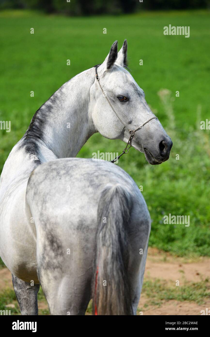 Dappled gray stallion hi-res stock photography and images - Alamy