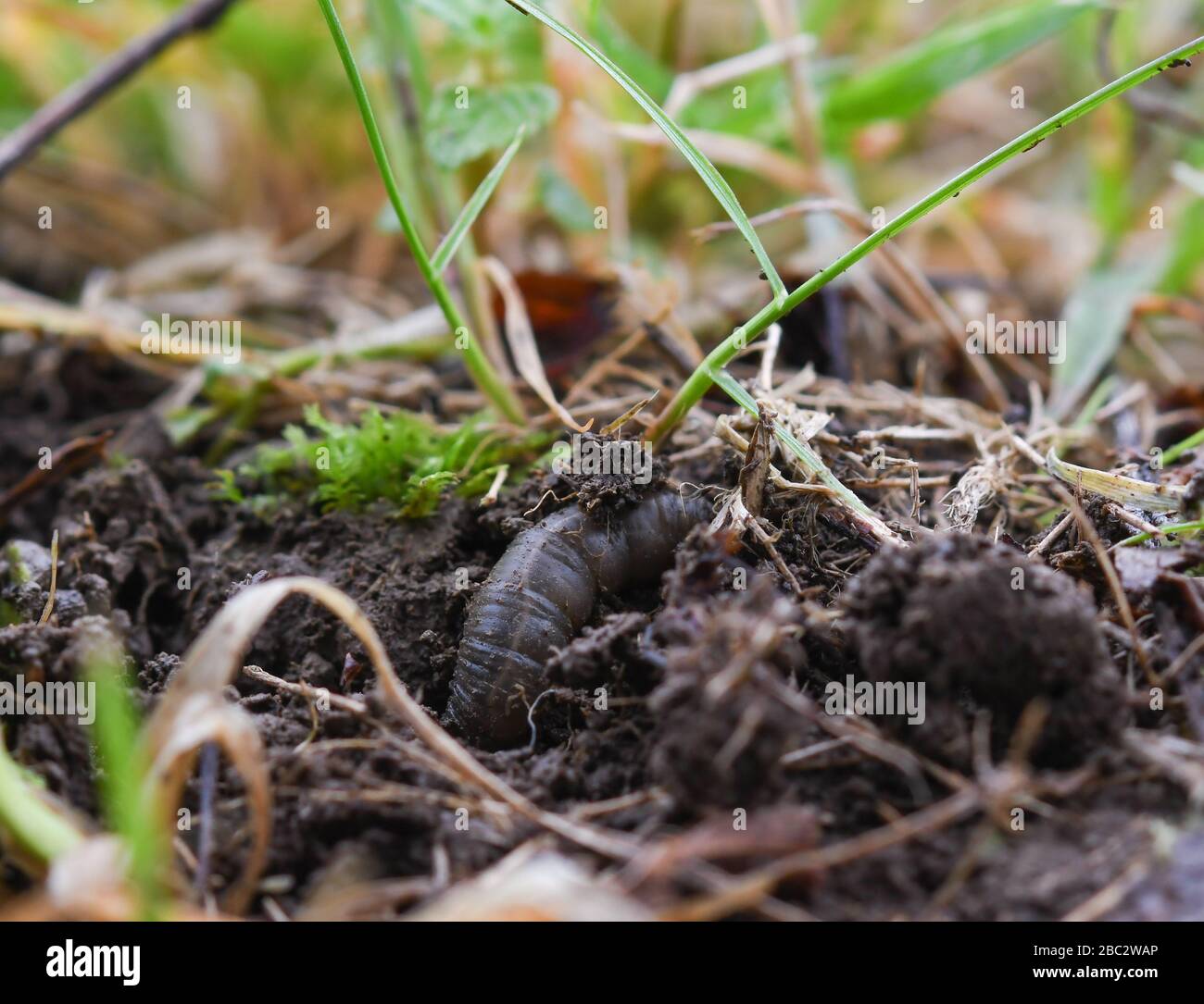 Tipula larva hi-res stock photography and images - Alamy