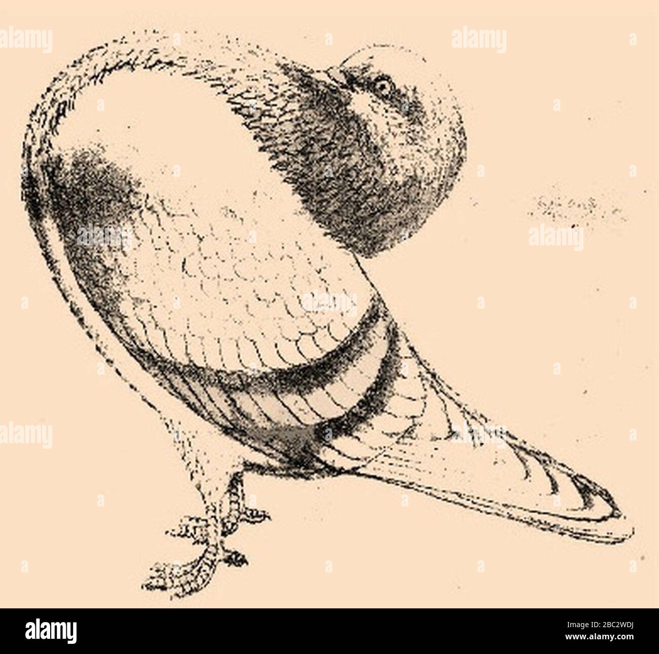 Slenk hi-res stock photography and images - Alamy