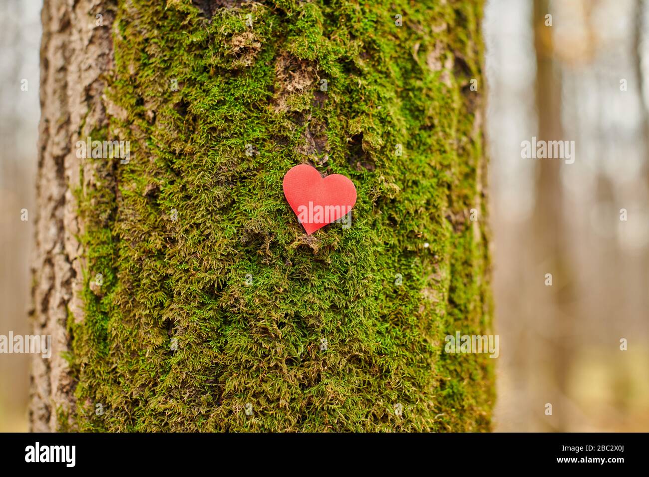 Heart on tree. Save forest and nature. Environment protection symbol ...