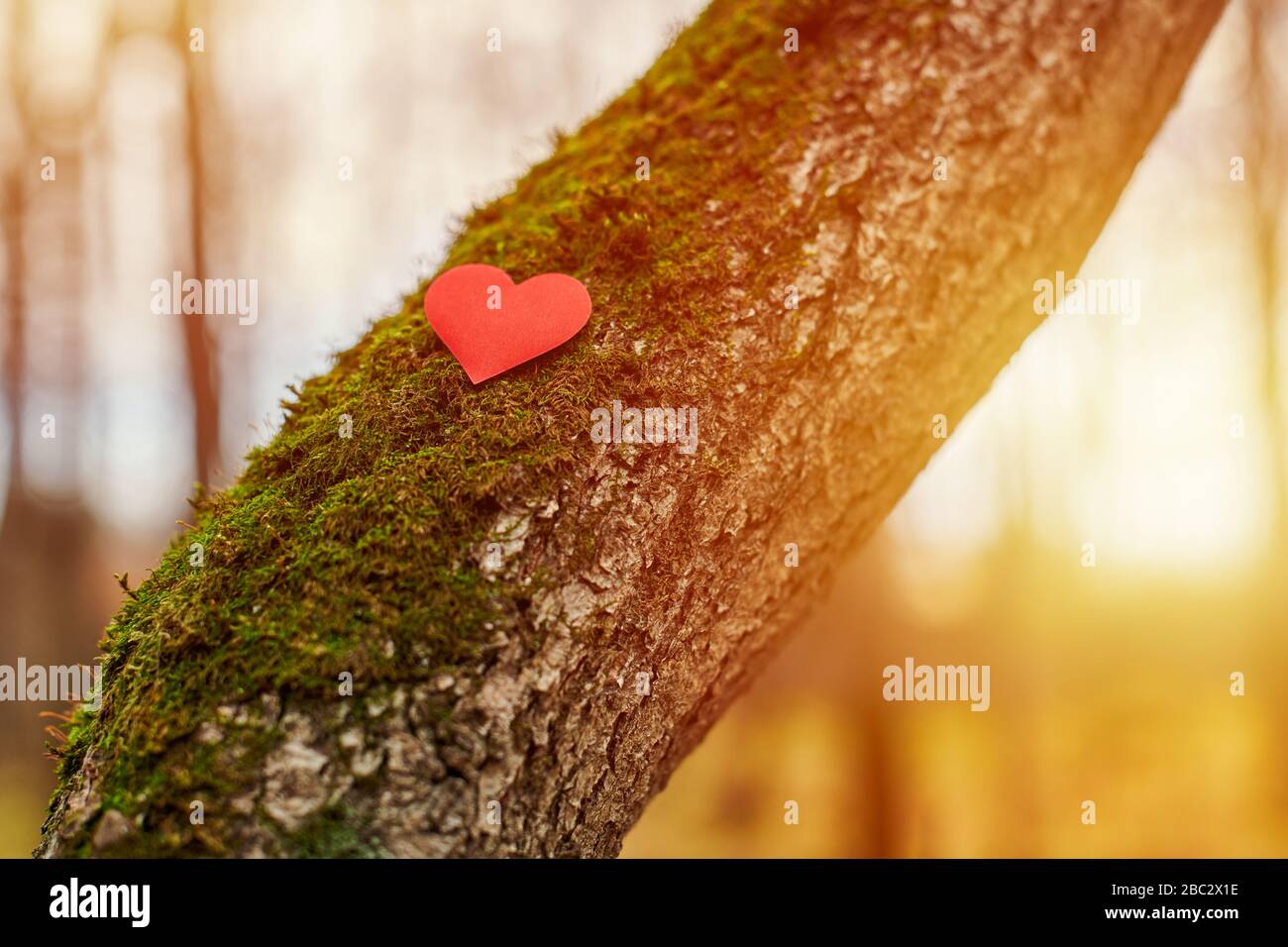 Heart on tree. Environment protection symbol, copy space. Deforestation ...