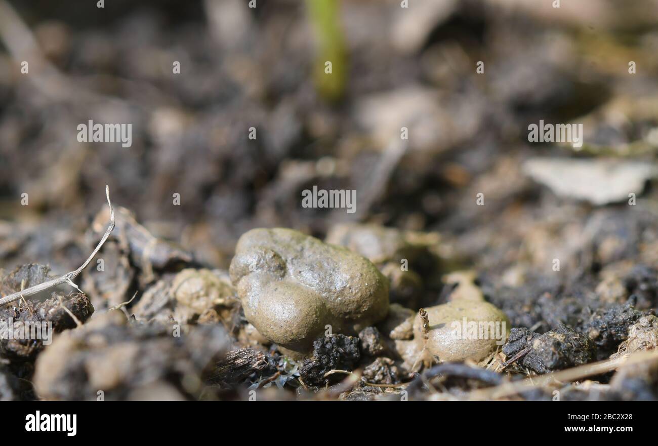 Manure worm hi-res stock photography and images - Alamy