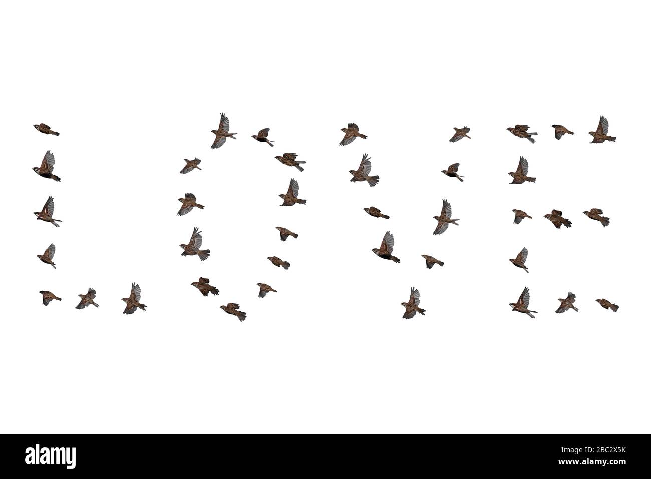 Sparrow flock flying in sky, love shape word concept. Group of small ...